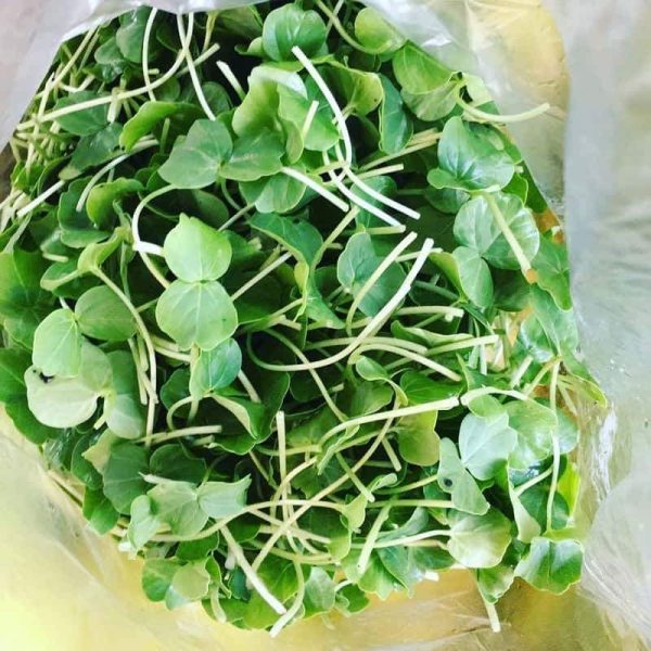 Micro Basil - 17 Mile Post Jamaica